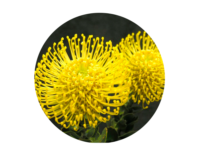 Variedades – Proteas de la Sabana